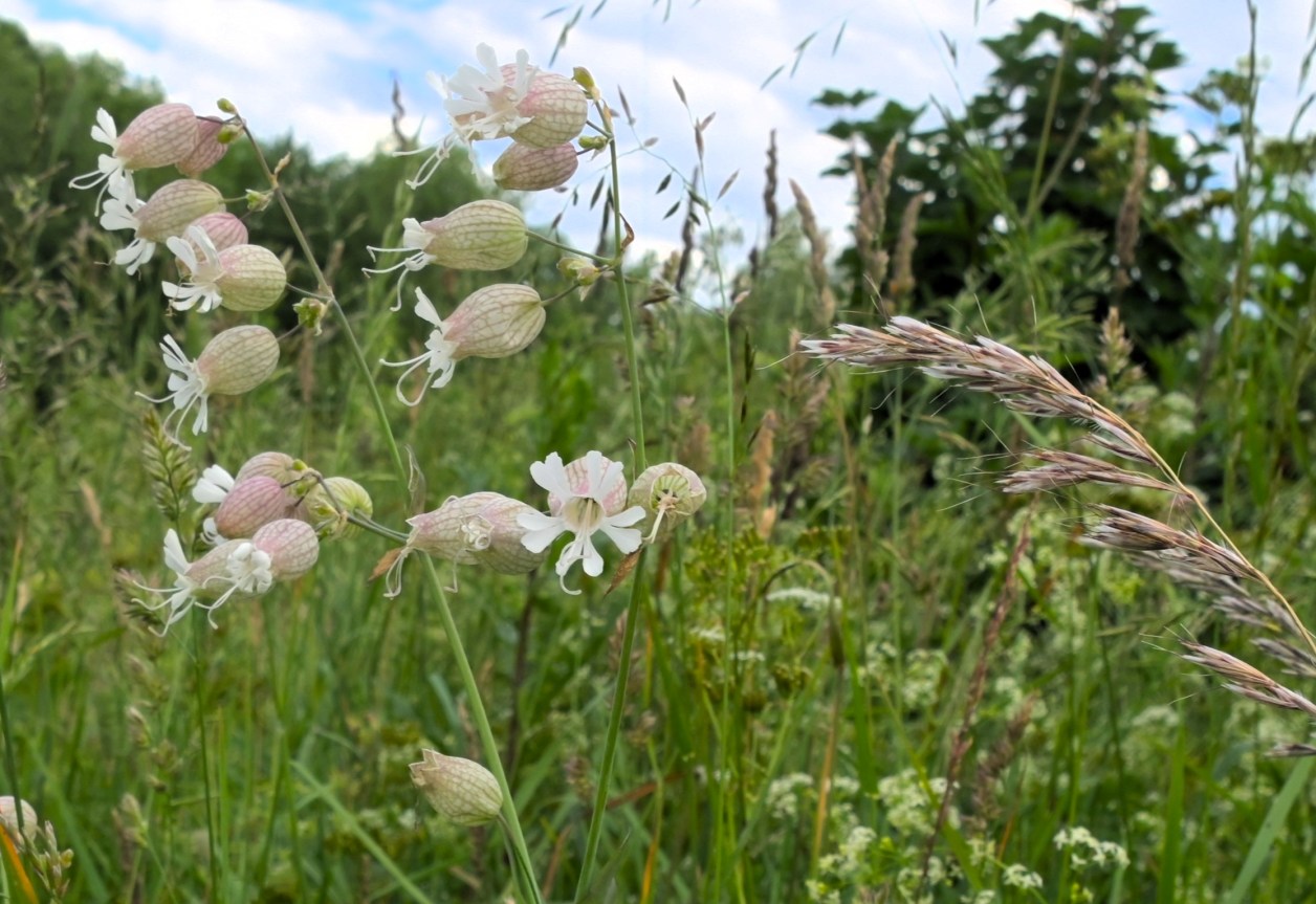 Naturen svämmar över av blommor « Ibod11´s blogg 2 - Man vet aldrig vad ...